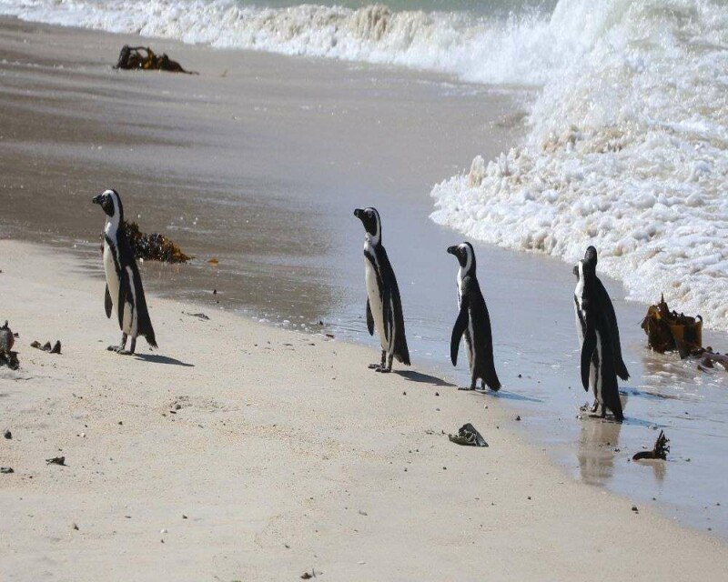 How Smart Are Penguins? Comparison With Other Animals!