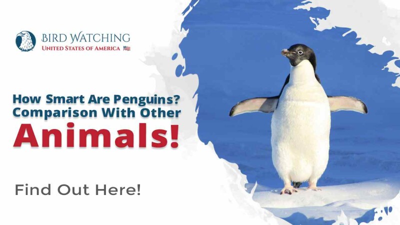 How Smart Are Penguins? Comparison With Other Animals!