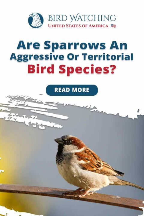 Are Sparrows an Aggressive or Territorial Bird Species?