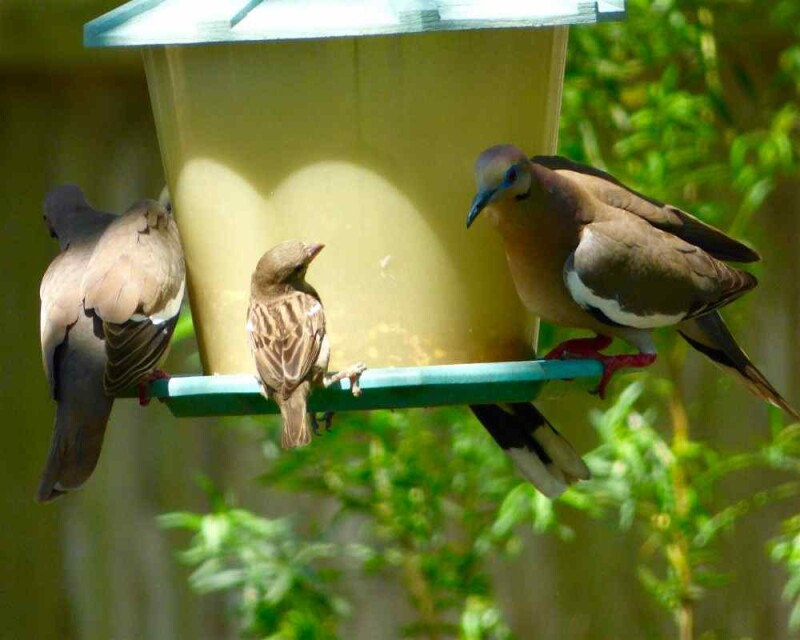 Are Sparrows an Aggressive or Territorial Bird Species?