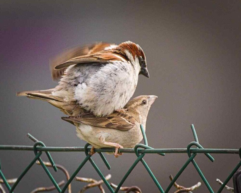 Are Sparrows an Aggressive or Territorial Bird Species?