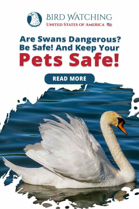 Are Swans Dangerous? Be Safe! And Keep Your Pets Safe!