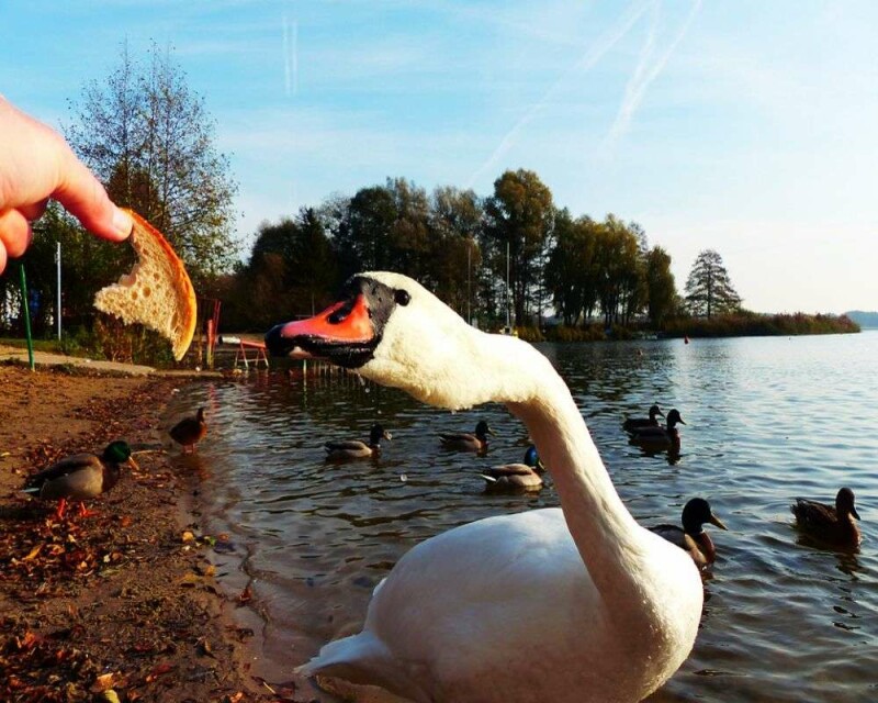 Are Swans Dangerous? Be Safe! And Keep Your Pets Safe!