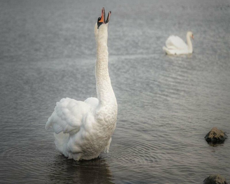 Are Swans Dangerous? Be Safe! And Keep Your Pets Safe!