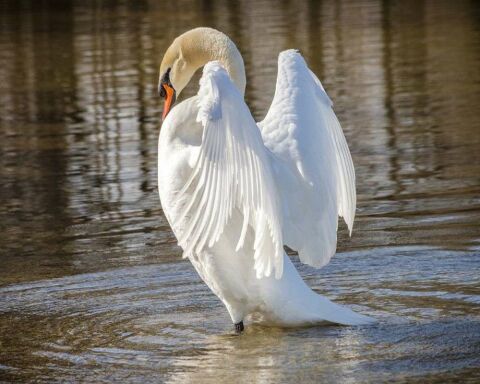 Are Swans Dangerous? Be Safe! And Keep Your Pets Safe!
