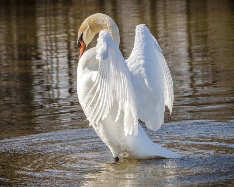 Are Swans Dangerous? Be Safe! And Keep Your Pets Safe!