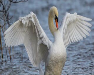 Are Swans Dangerous? Be Safe! And Keep Your Pets Safe!