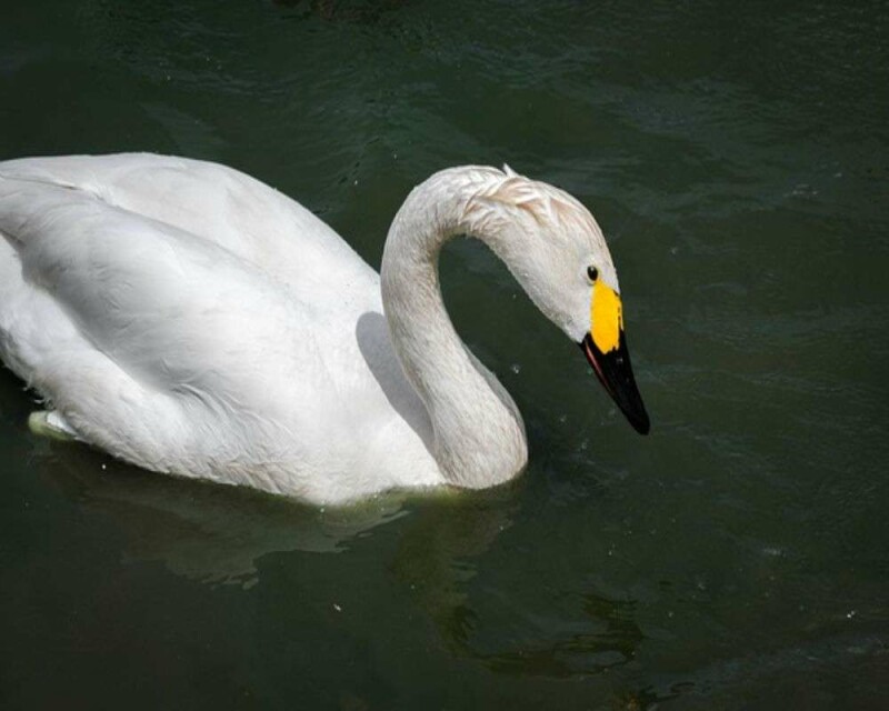 Are Swans White? Why? & 2 Other Amazing Swan Colors