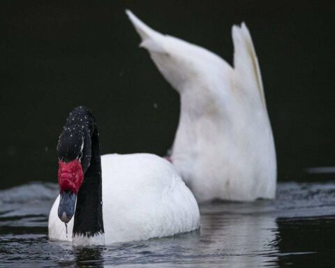 Are Swans White? Why? & 2 Other Amazing Swan Colors