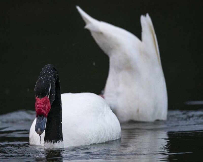 Are Swans White? Why? & 2 Other Amazing Swan Colors