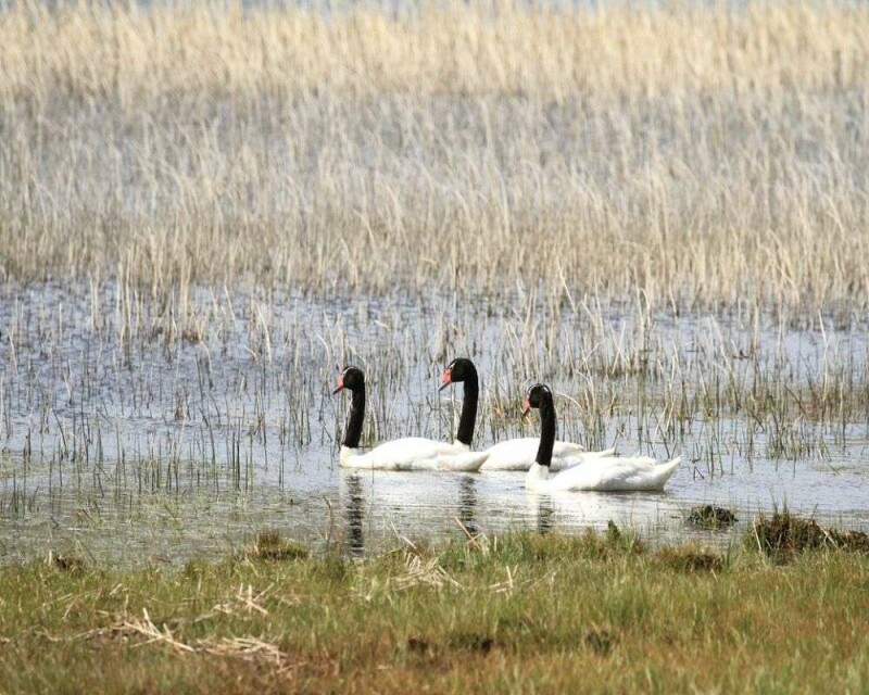 Are Swans White? Why? & 2 Other Amazing Swan Colors