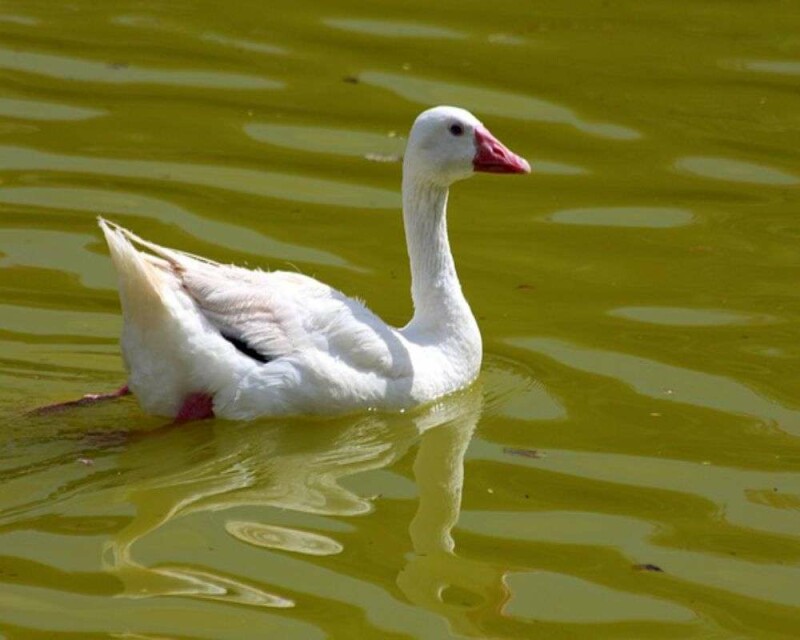 Are Swans White? Why? & 2 Other Amazing Swan Colors
