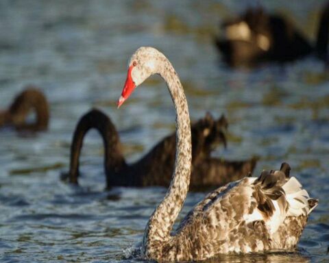 Are Swans White? Why? & 2 Other Amazing Swan Colors