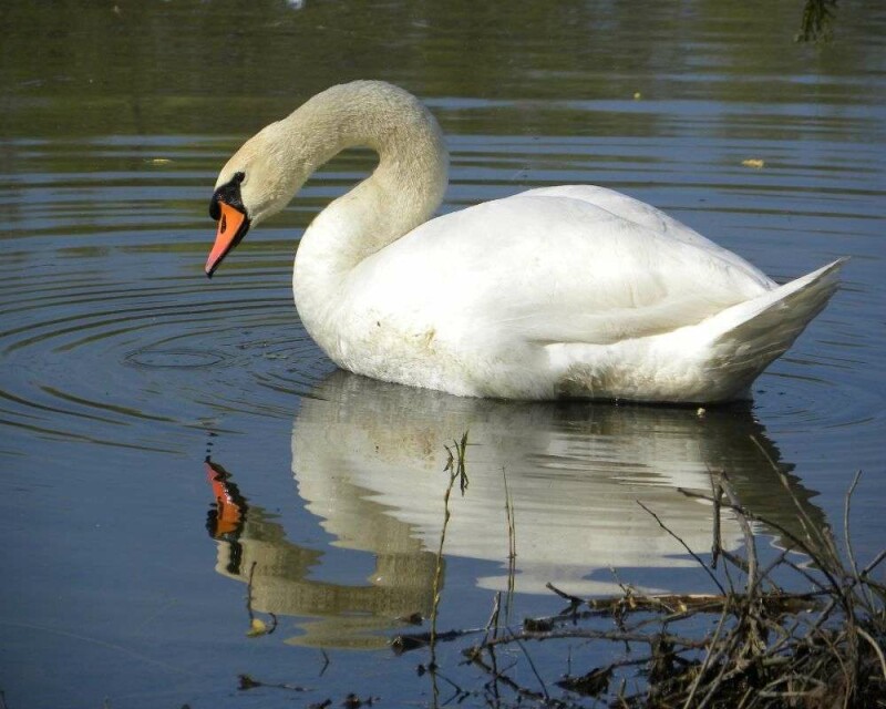 Are Swans White? Why? & 2 Other Amazing Swan Colors