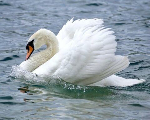 Are Swans White? Why? & 2 Other Amazing Swan Colors