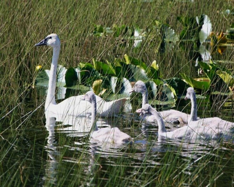 Are Swans White? Why? & 2 Other Amazing Swan Colors