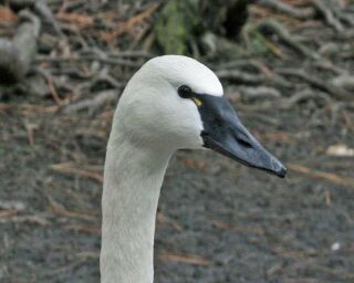 Are Swans White? Why? & 2 Other Amazing Swan Colors