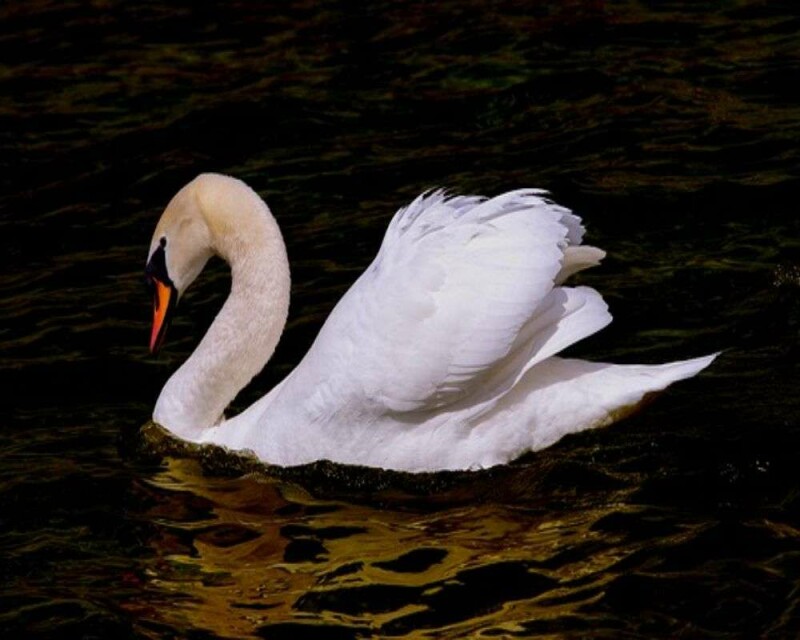 Are Swans White? Why? & 2 Other Amazing Swan Colors