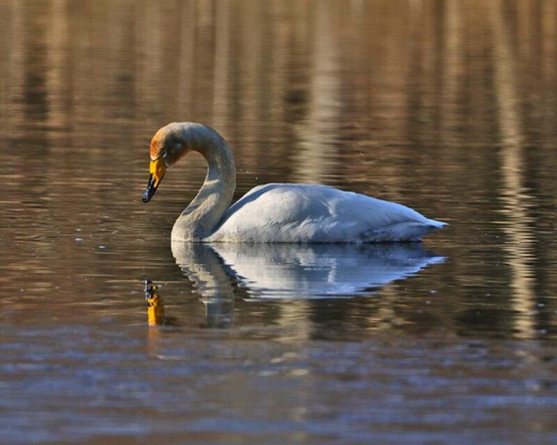 Are Swans White? Why? & 2 Other Amazing Swan Colors