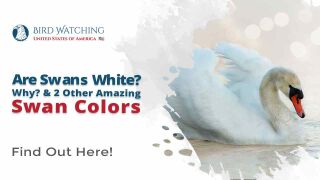 Are Swans White? Why? & 2 Other Amazing Swan Colors