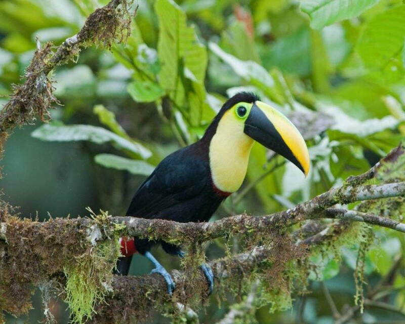 Are Toucans Good Pets? Yes, Yes, And Yes! This Is Why!