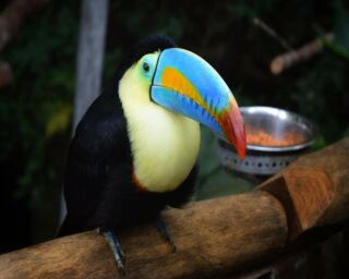 Are Toucans Good Pets? Yes, Yes, And Yes! This Is Why!