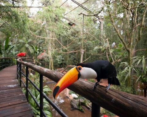Are Toucans Good Pets? Yes, Yes, And Yes! This Is Why!