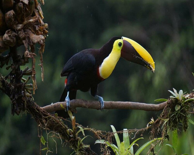 Are Toucans Good Pets? Yes, Yes, And Yes! This Is Why!