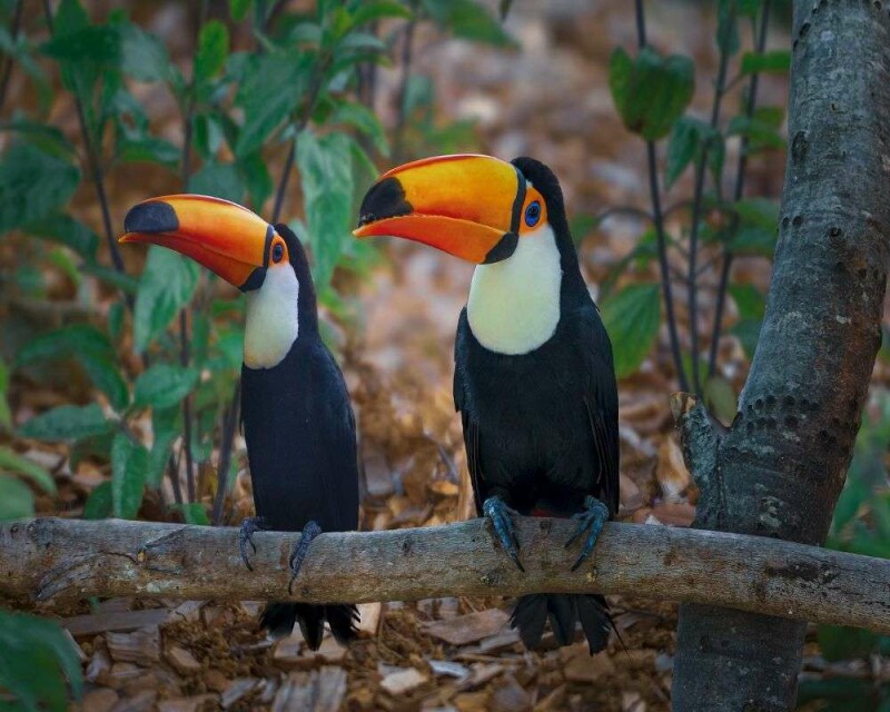 Are Toucans Good Pets? Yes, Yes, And Yes! This Is Why!