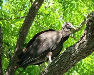 Why Are Vultures Scavengers? Will They Be Good Predators?
