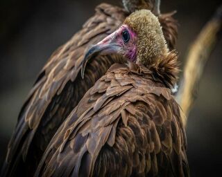 Why Are Vultures Scavengers? Will They Be Good Predators?