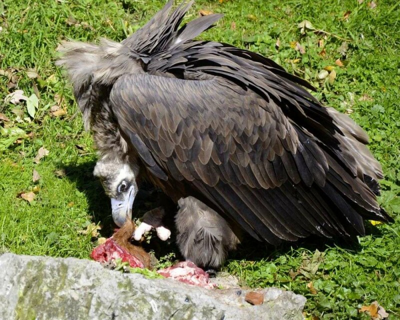 Why Are Vultures Scavengers? Will They Be Good Predators?