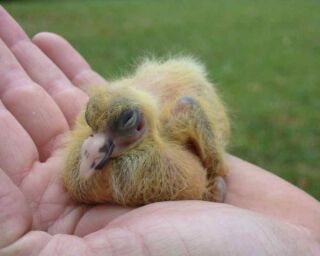 What Do Baby Pigeons Look Like? Where Are They? [15 Pictures]