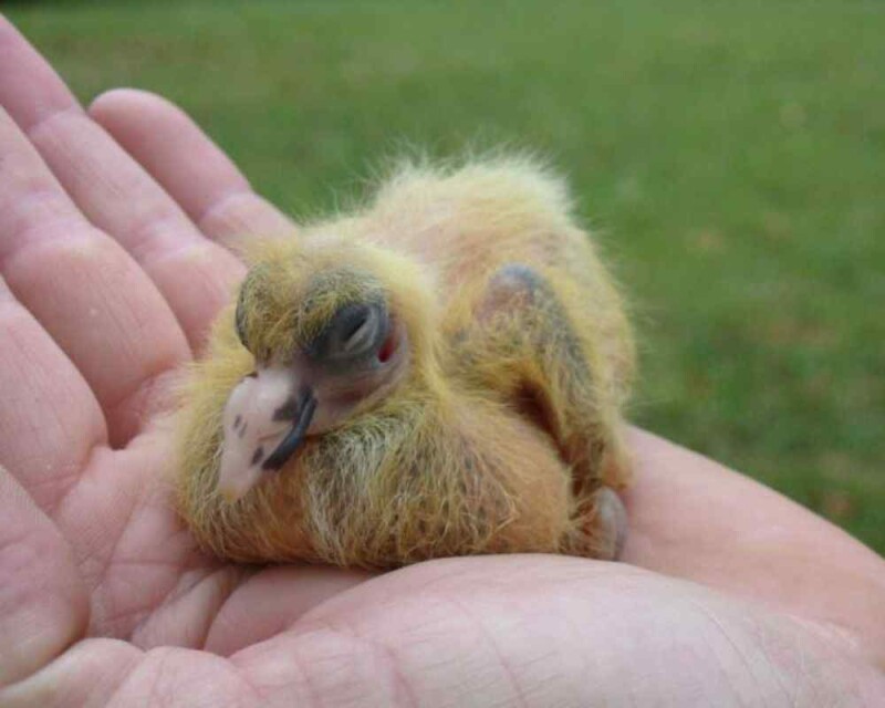 What Do Baby Pigeons Look Like? Where Are They? [15 Pictures]