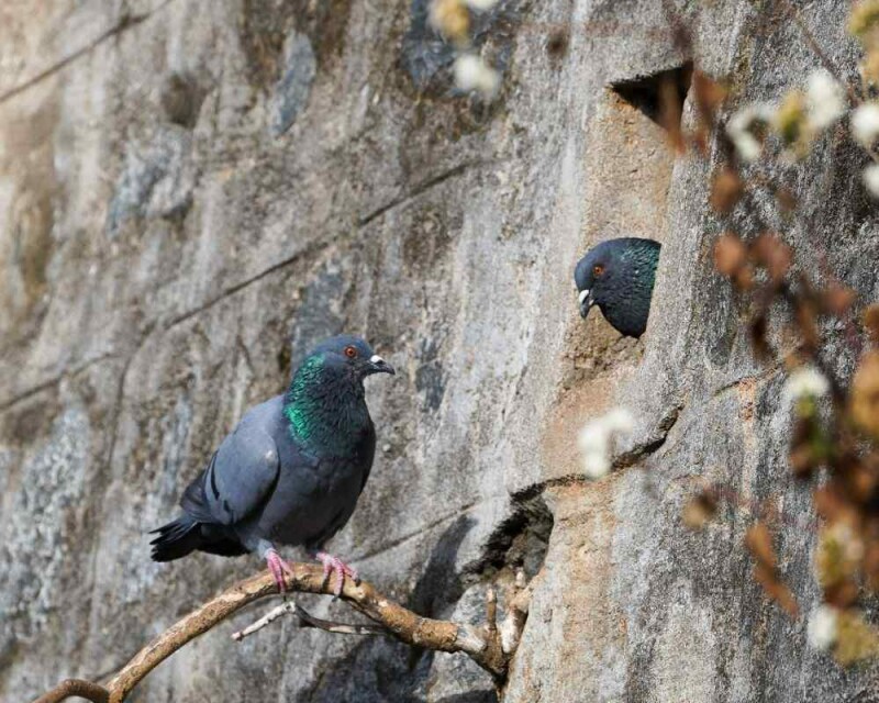 What Do Baby Pigeons Look Like? Where Are They? [15 Pictures]