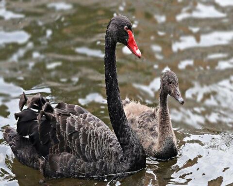 What Do Baby Swans Look Like? & 12 Amazing FAQs!