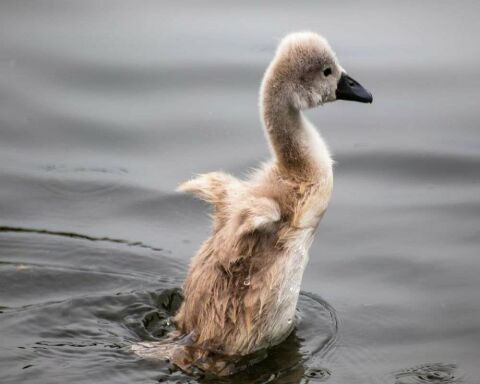 What Do Baby Swans Look Like? & 12 Amazing FAQs!