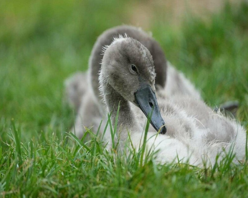What Do Baby Swans Look Like? & 12 Amazing FAQs!