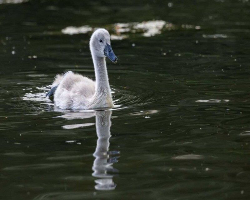 What Do Baby Swans Look Like? & 12 Amazing FAQs!