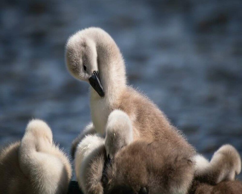 What Do Baby Swans Look Like? & 12 Amazing FAQs!