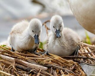 What Do Baby Swans Look Like? & 12 Amazing FAQs!