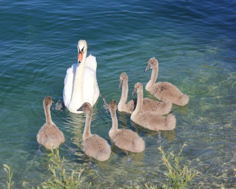 What Do Baby Swans Look Like? & 12 Amazing FAQs!