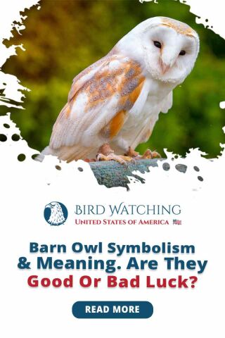 Barn Owl Symbolism & Meaning. Are They Good or Bad Luck?