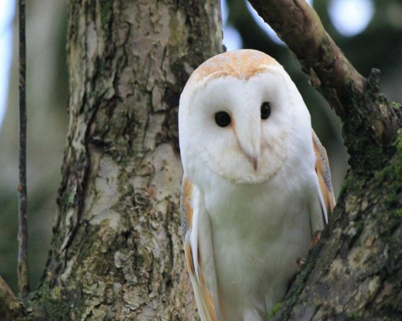 Barn Owl Symbolism & Meaning. Are They Good or Bad Luck?