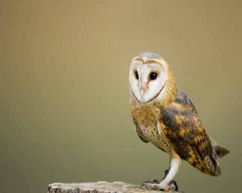 Barn Owl Symbolism & Meaning. Are They Good or Bad Luck?