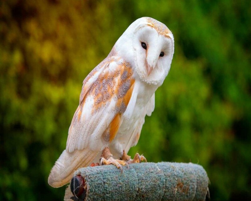 Barn Owl Symbolism & Meaning. Are They Good or Bad Luck?