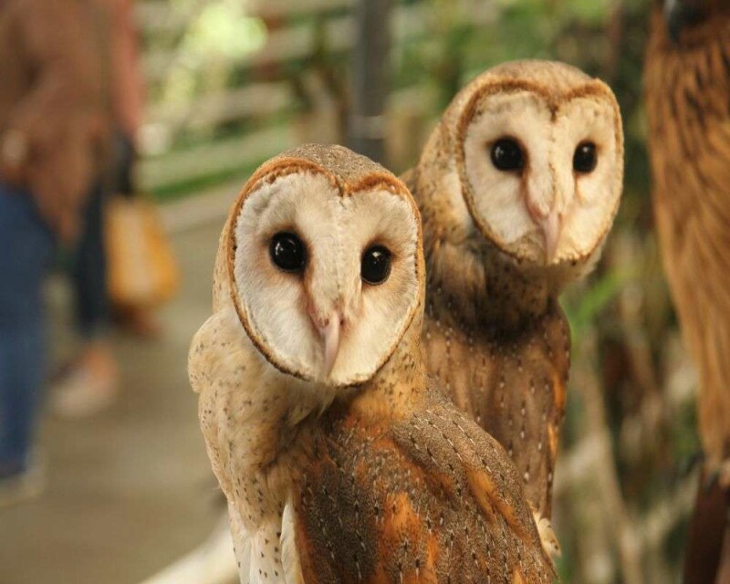 Barn Owl Symbolism & Meaning. Are They Good or Bad Luck?