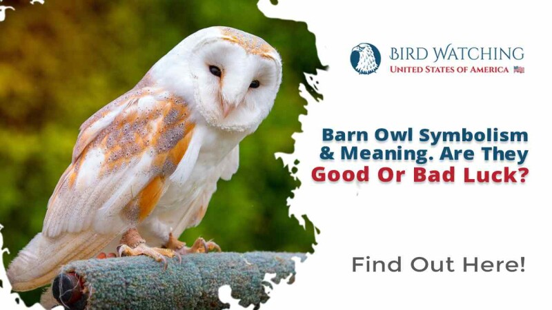 Barn Owl Symbolism & Meaning. Are They Good or Bad Luck?