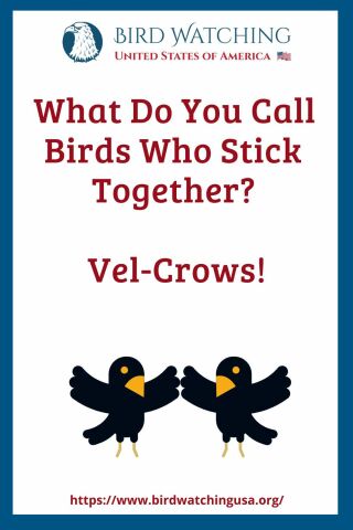 62 Funny Bird Puns & Pictures to Make You Smile!