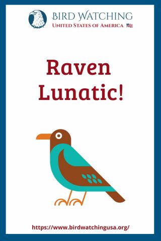 62 Funny Bird Puns & Pictures to Make You Smile!